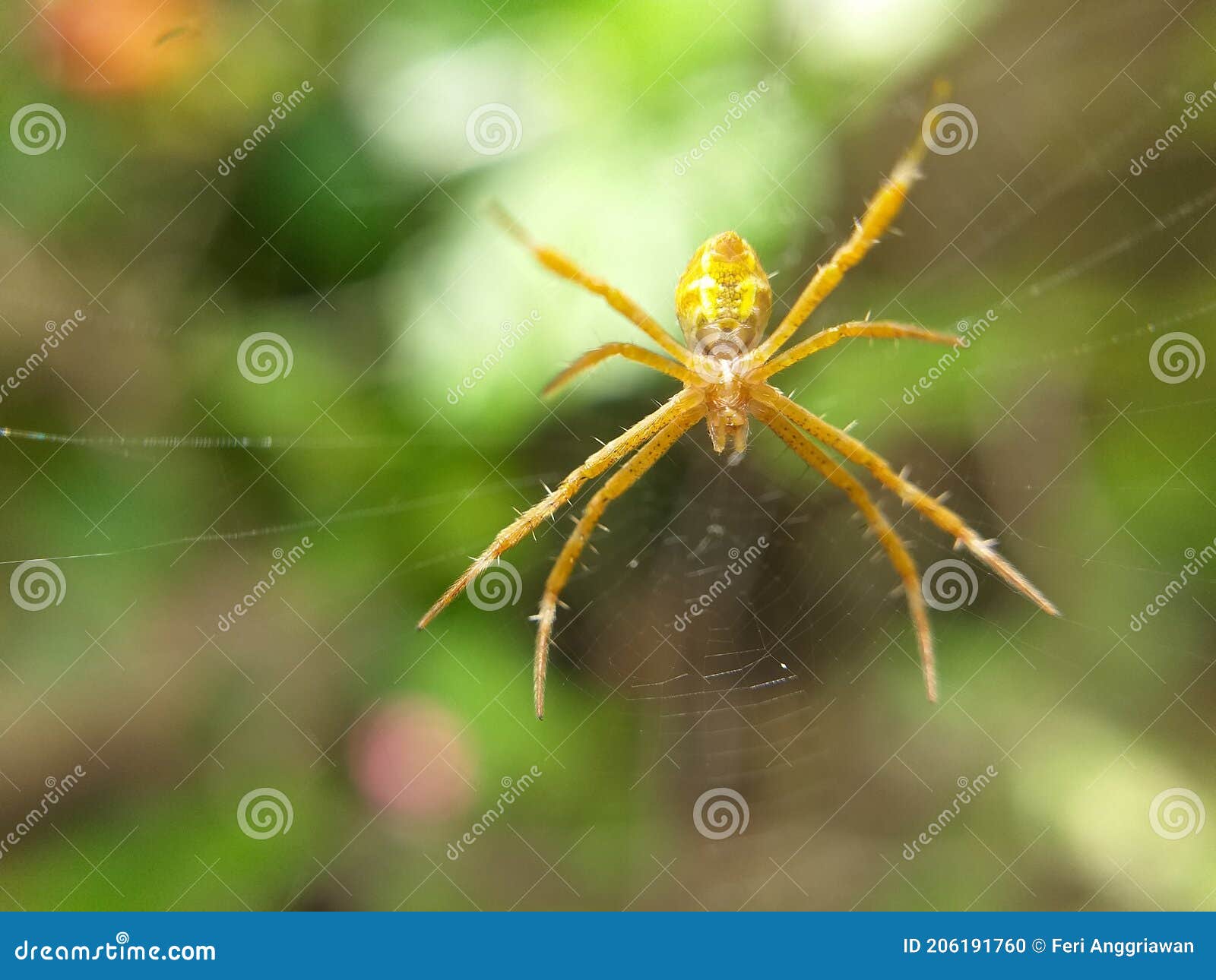 Exotic yellow spider stock photo. Image of yellow, insect - 206191760