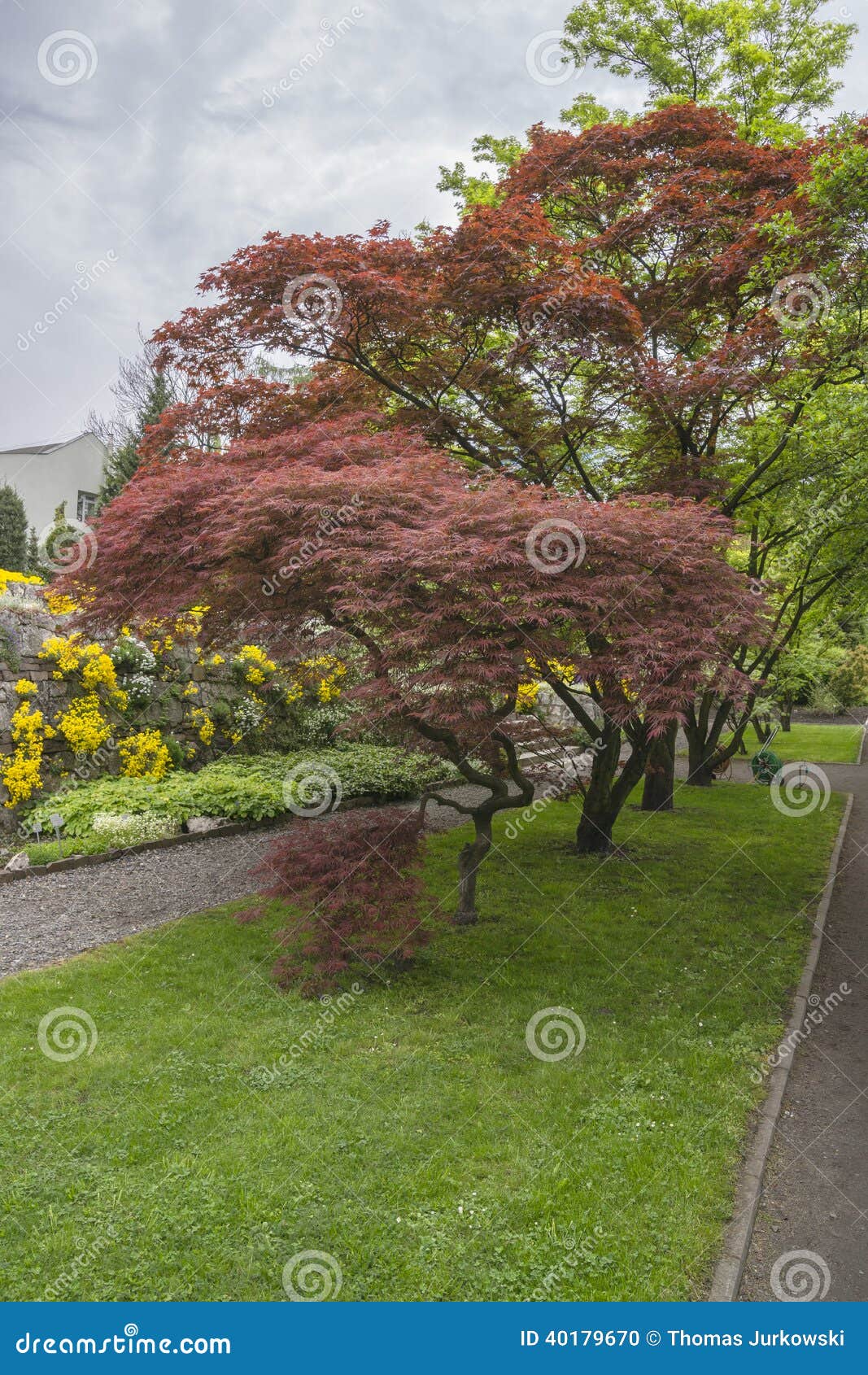 Exotics trees stock photo. Image of sightseeing, tree - 40179670