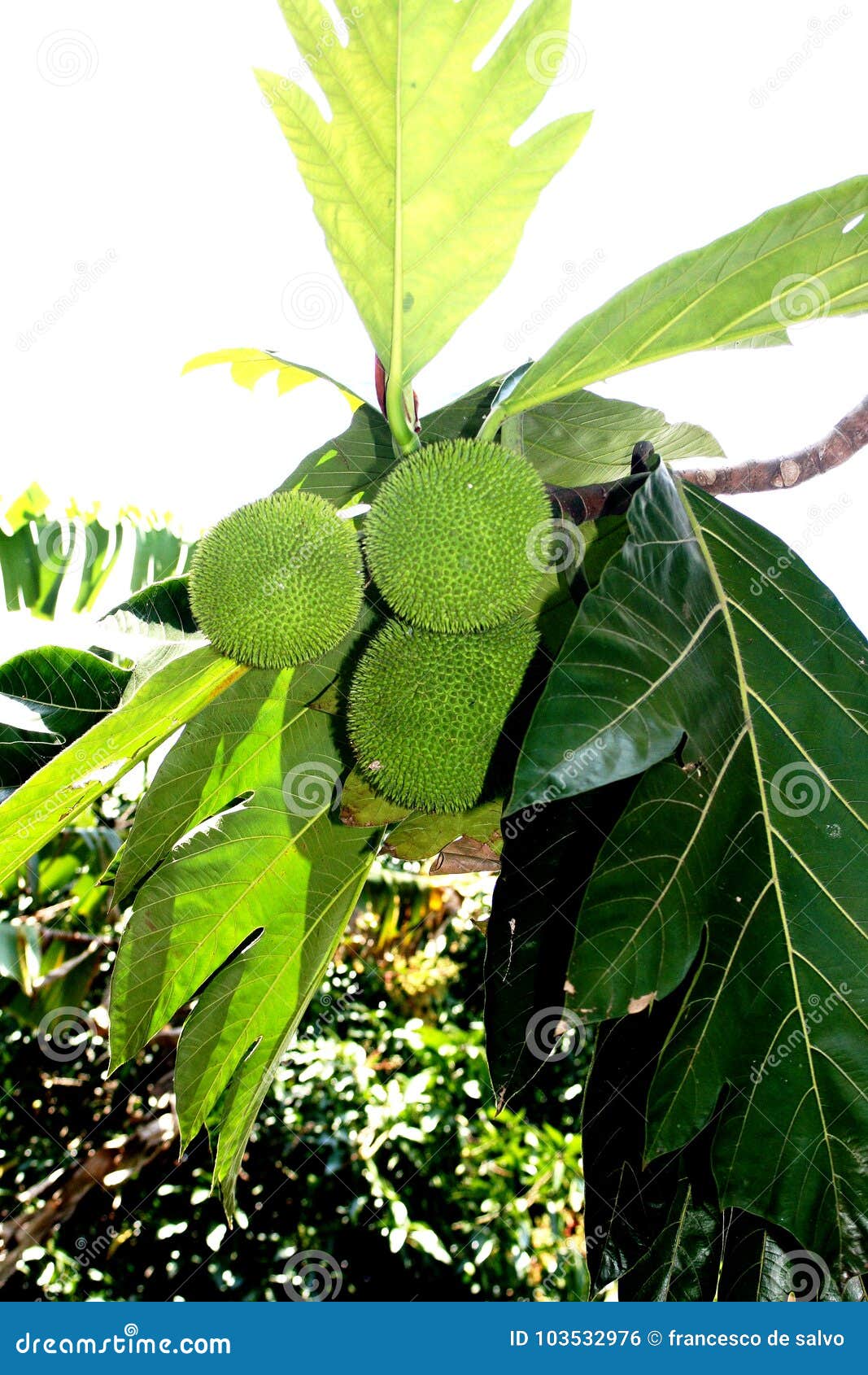 Exotisch Fruit stock foto. Image of zondag, exotisch - 103532976