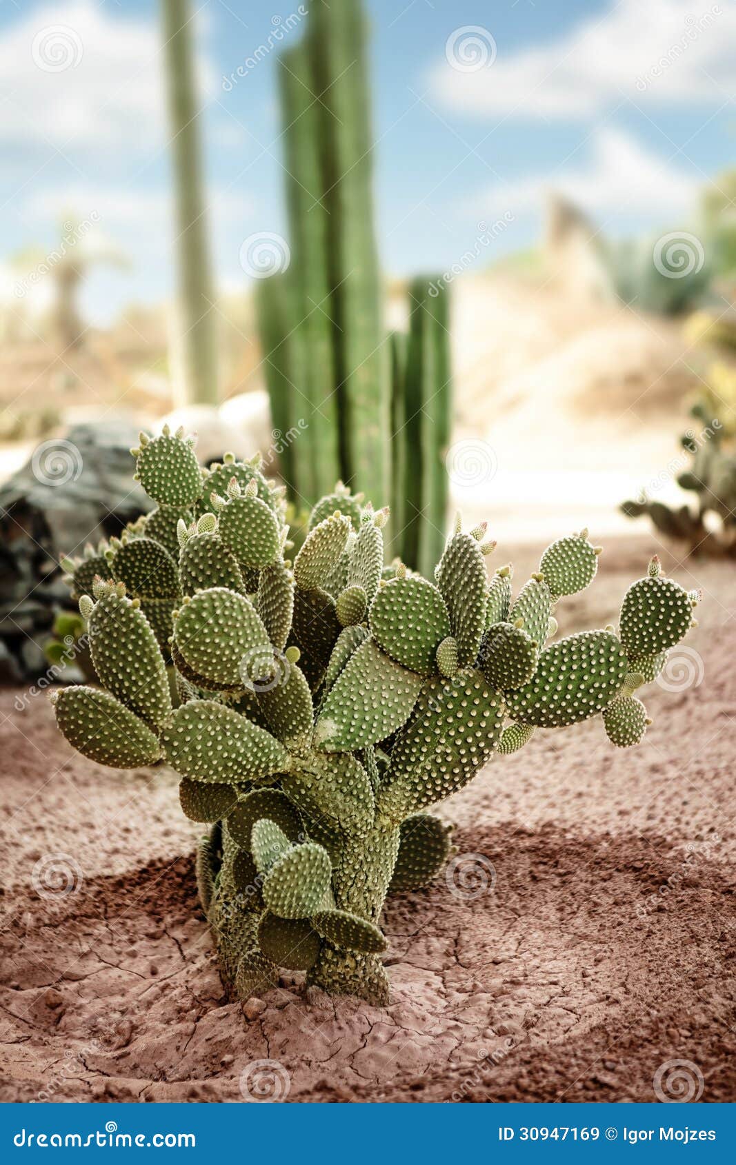 Exotische Cactus in Woestijn Stock Afbeelding - Image of droog ...
