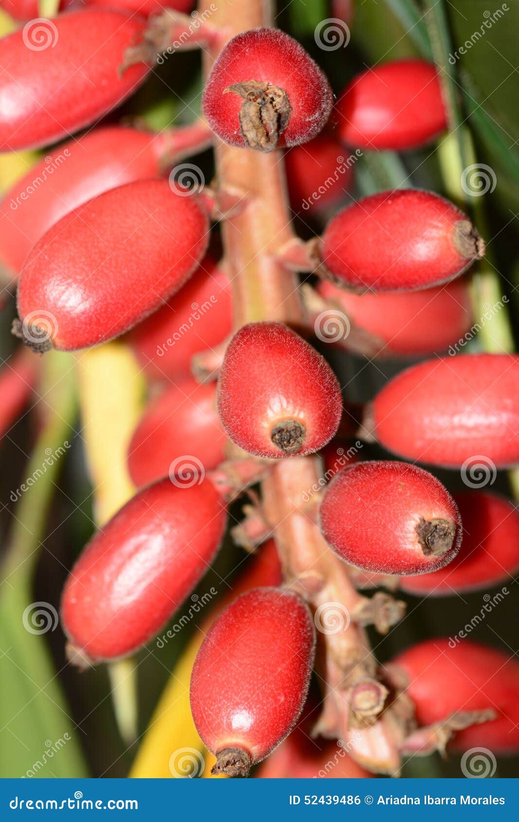 Exotische rote Früchte stockfoto. Bild von essen, saatgut - 52439486