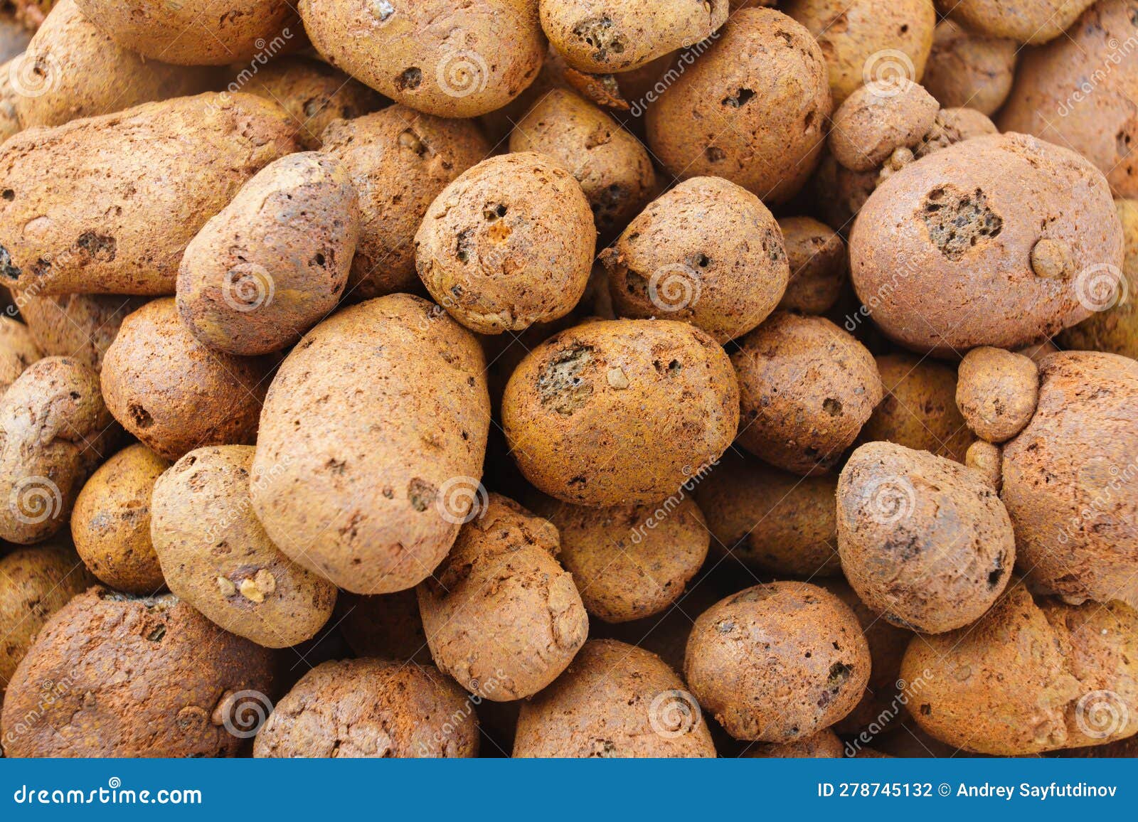 Expanded Clay. Small Lumps of Clay Used in Construction and for Growing ...