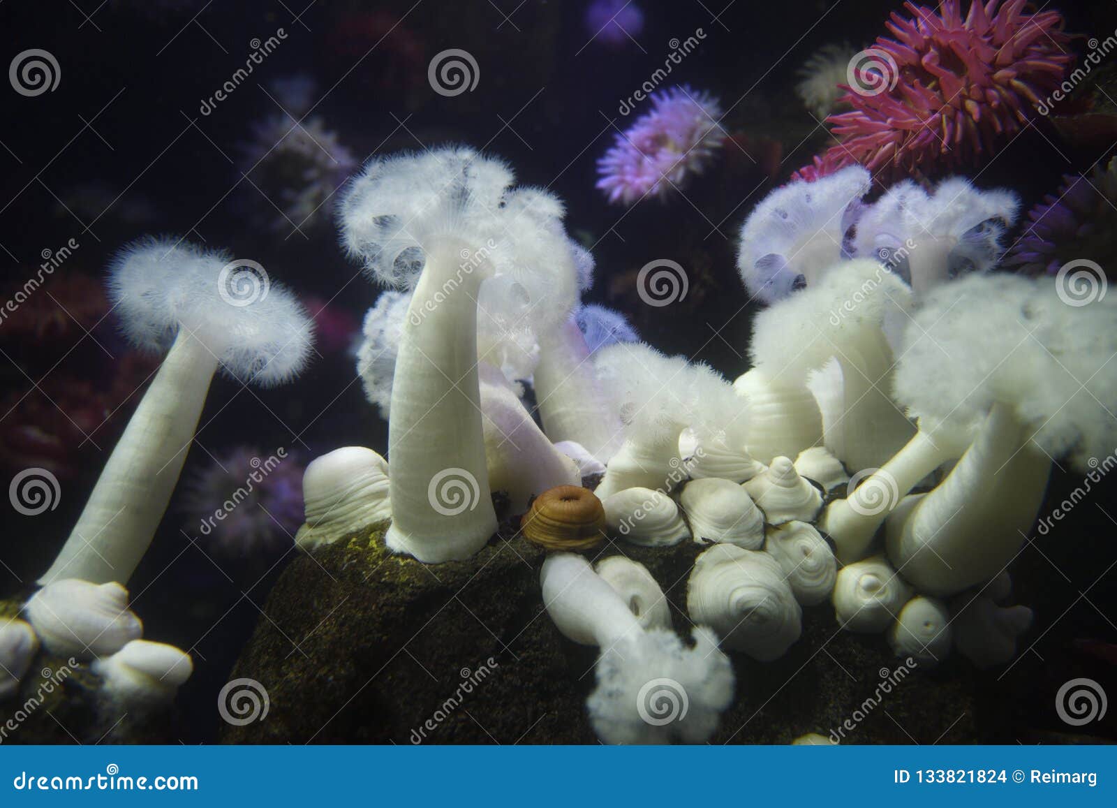 Expanded and Contracted White Giant Plumose Anemone of the Pacific ...