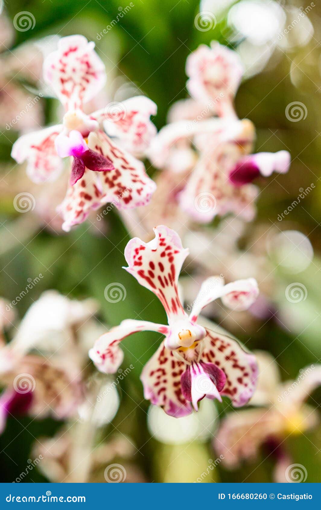 Expanded Orchid Flower Vanda, White-violet Flower Petals Stock Photo ...