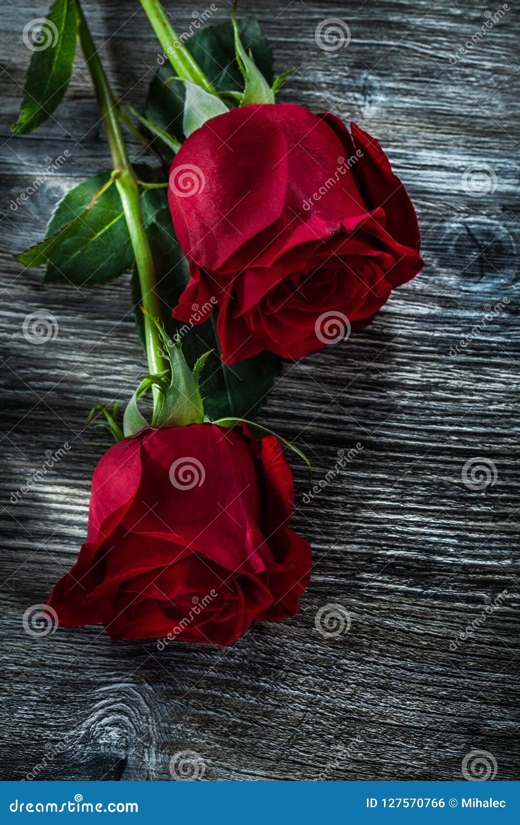 Expanded Red Roses on Wooden Board Stock Photo - Image of scented ...