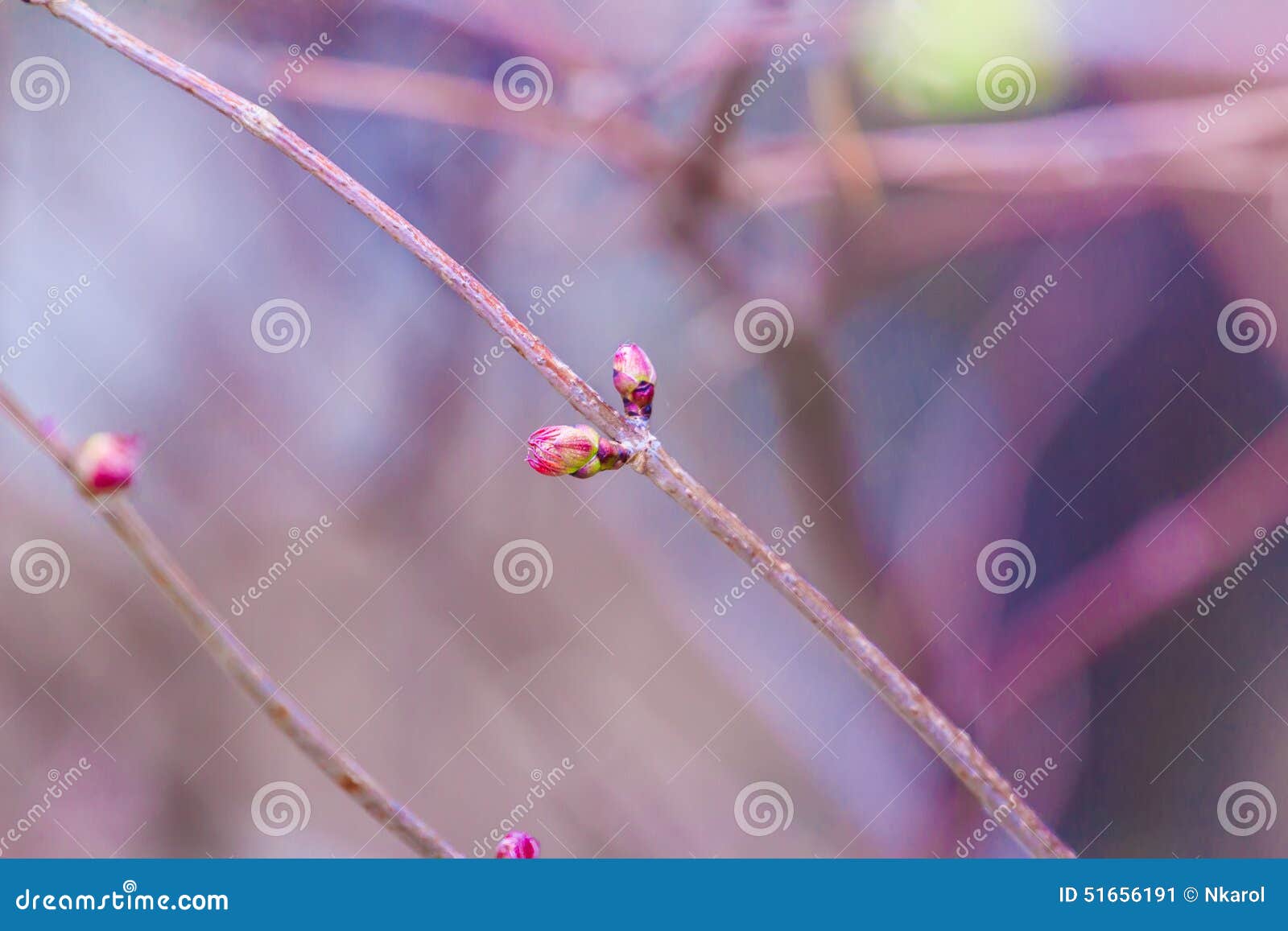 Expanding Buds in Early Springtime on Tree Branch Stock Image - Image ...