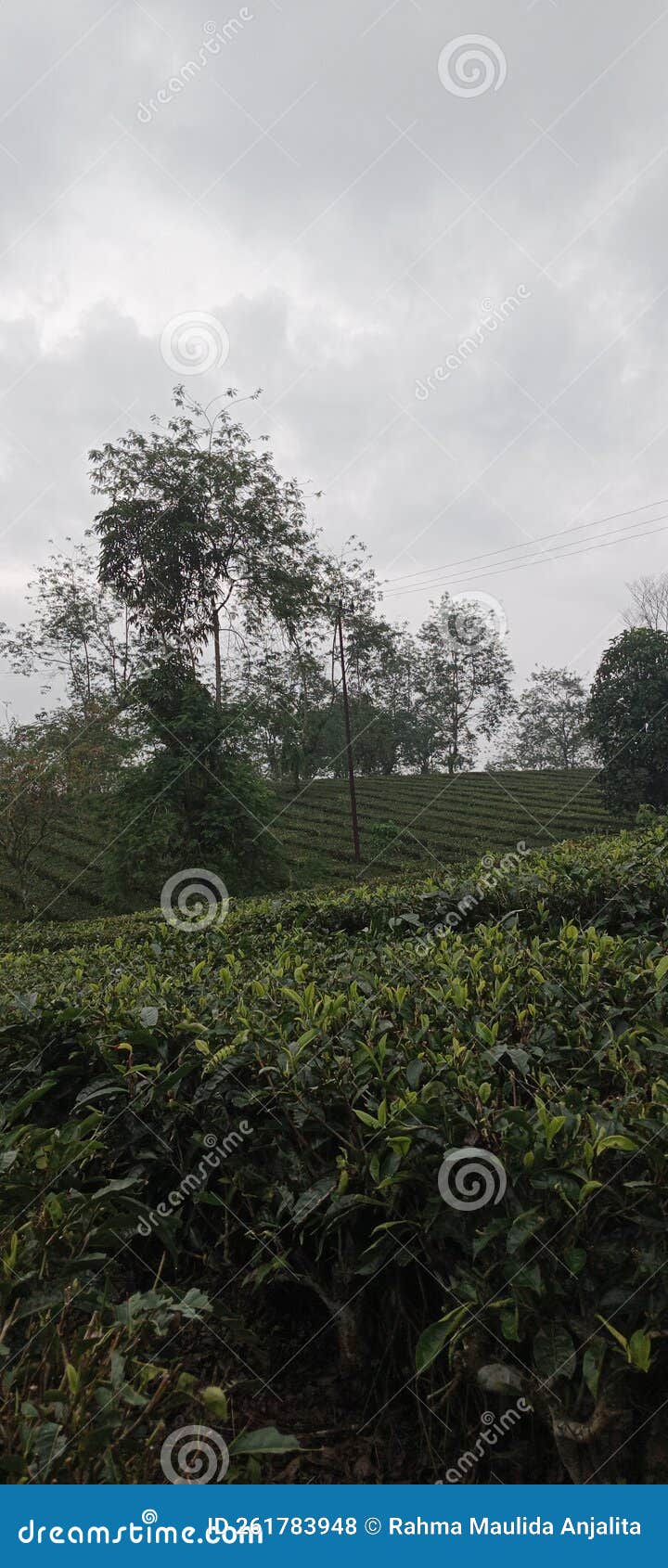 An Expanse of Aesthetic Tea Gardens Stock Photo - Image of leaf, tree ...