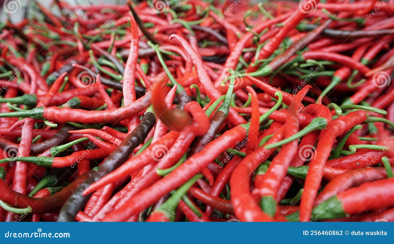 Expanse of curly red chili stock photo. Image of salad - 256460862