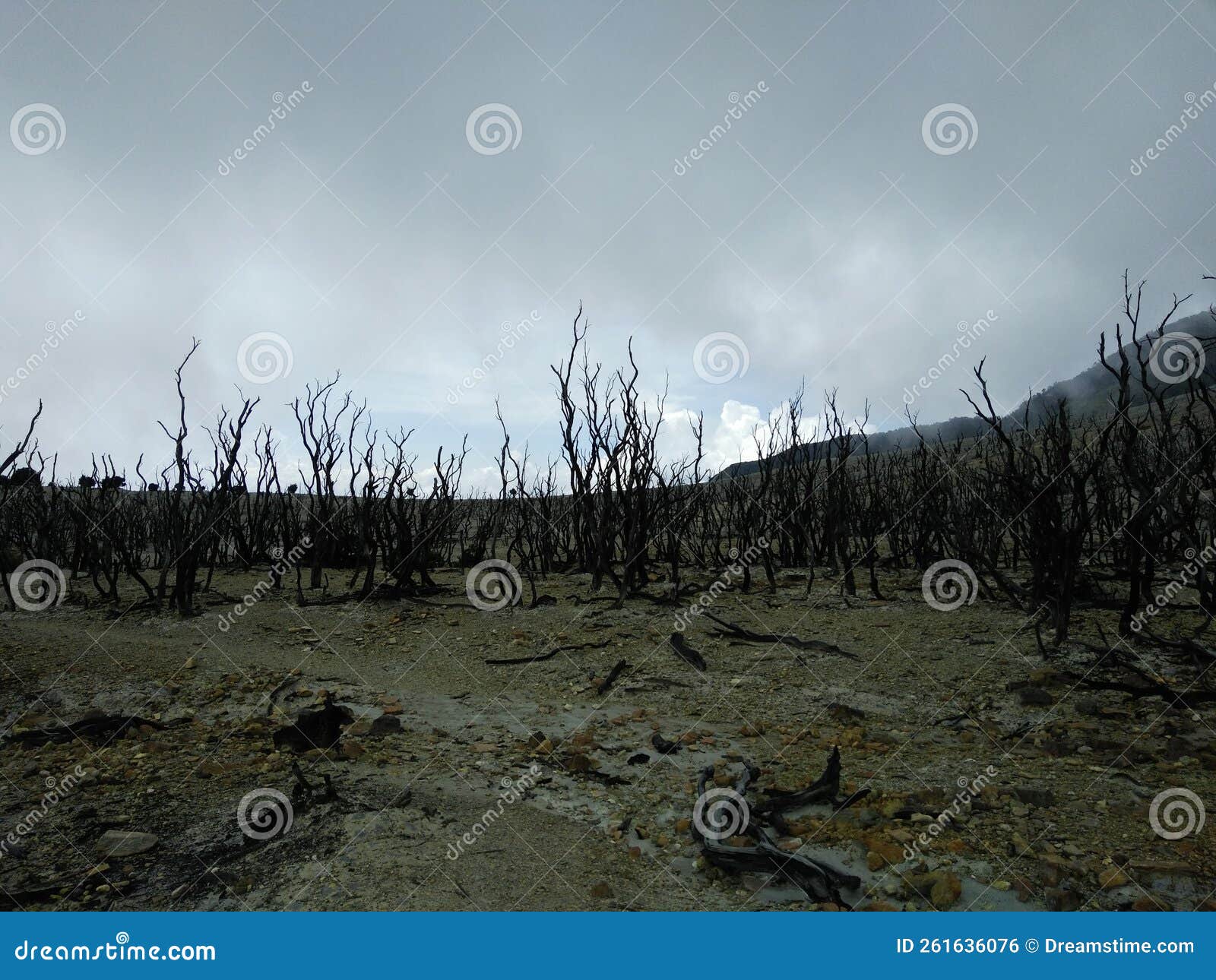 Expanse of Dead Forest on the Volcano, Papandayan Mountain Garut ...