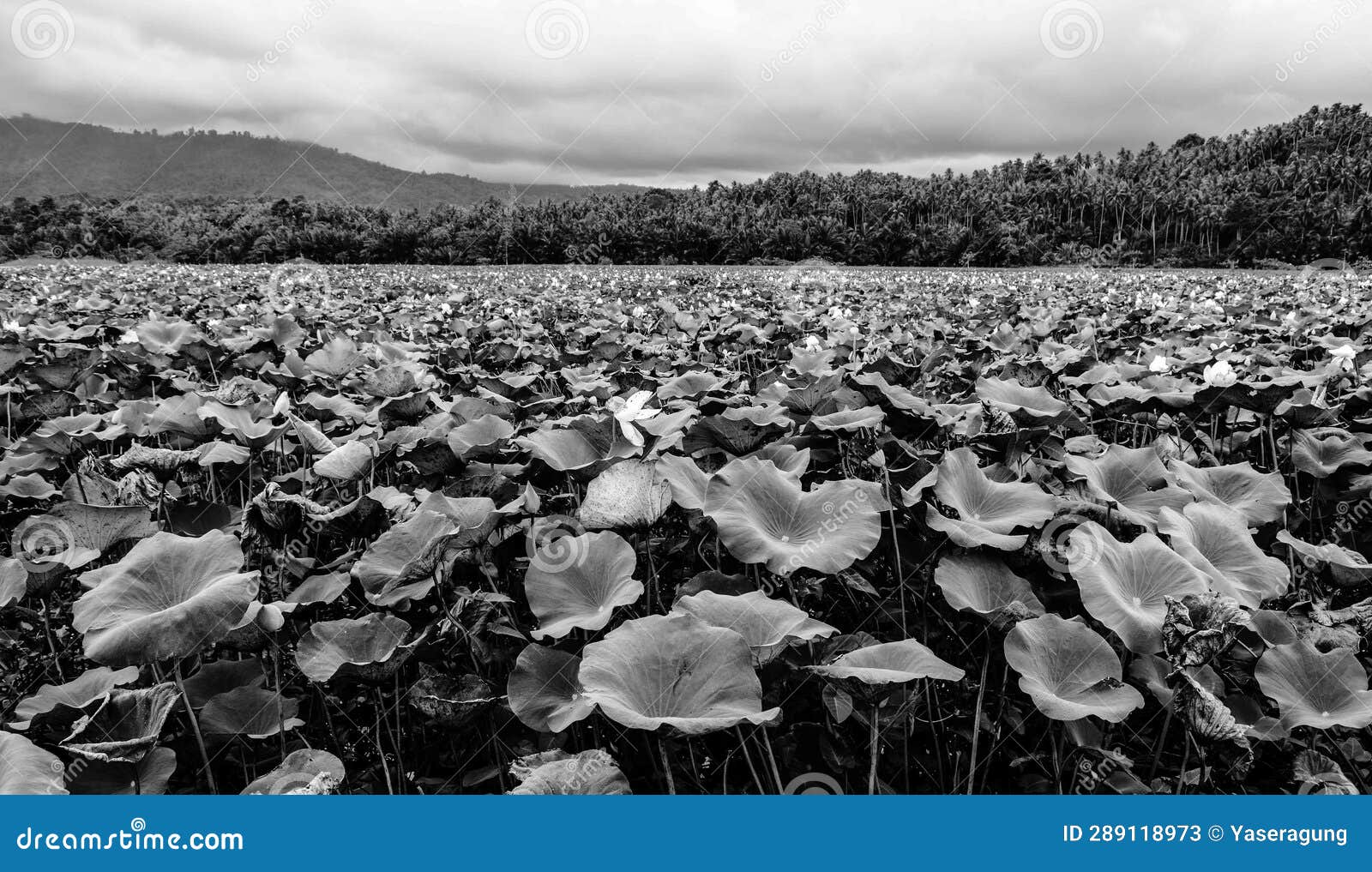 Expanse of flower fields stock image. Image of street - 289118973