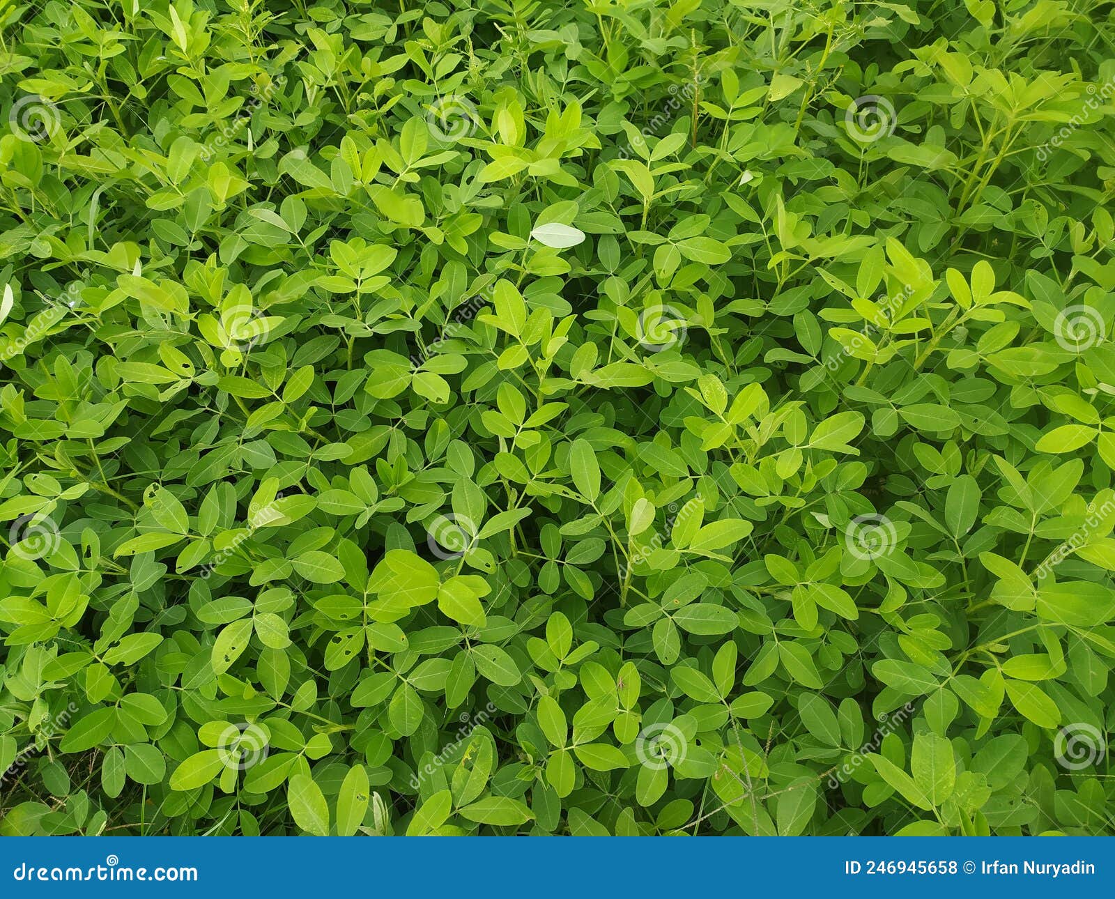 Expanse of Green Groundnut Leaves Stock Photo - Image of food, flower ...