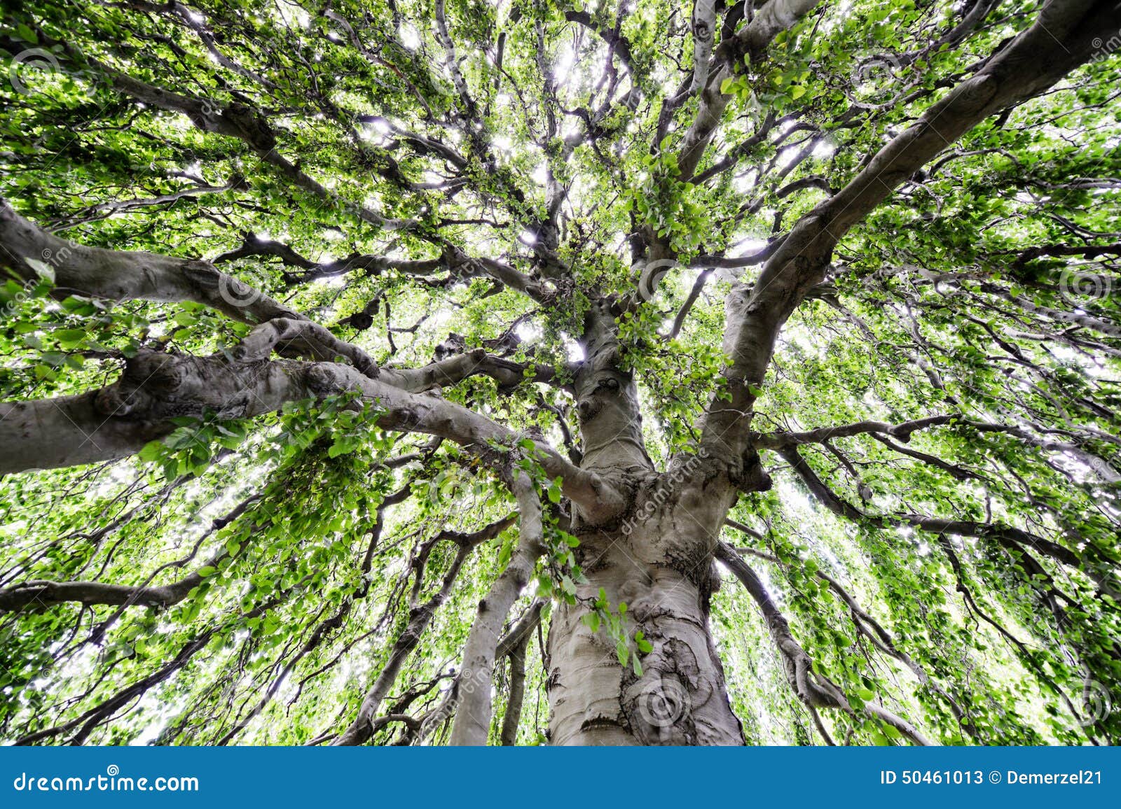 Expanse of a Large Tree stock image. Image of leaves - 50461013