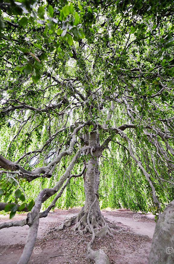 Expanse of a Large Tree stock photo. Image of growth - 50461192
