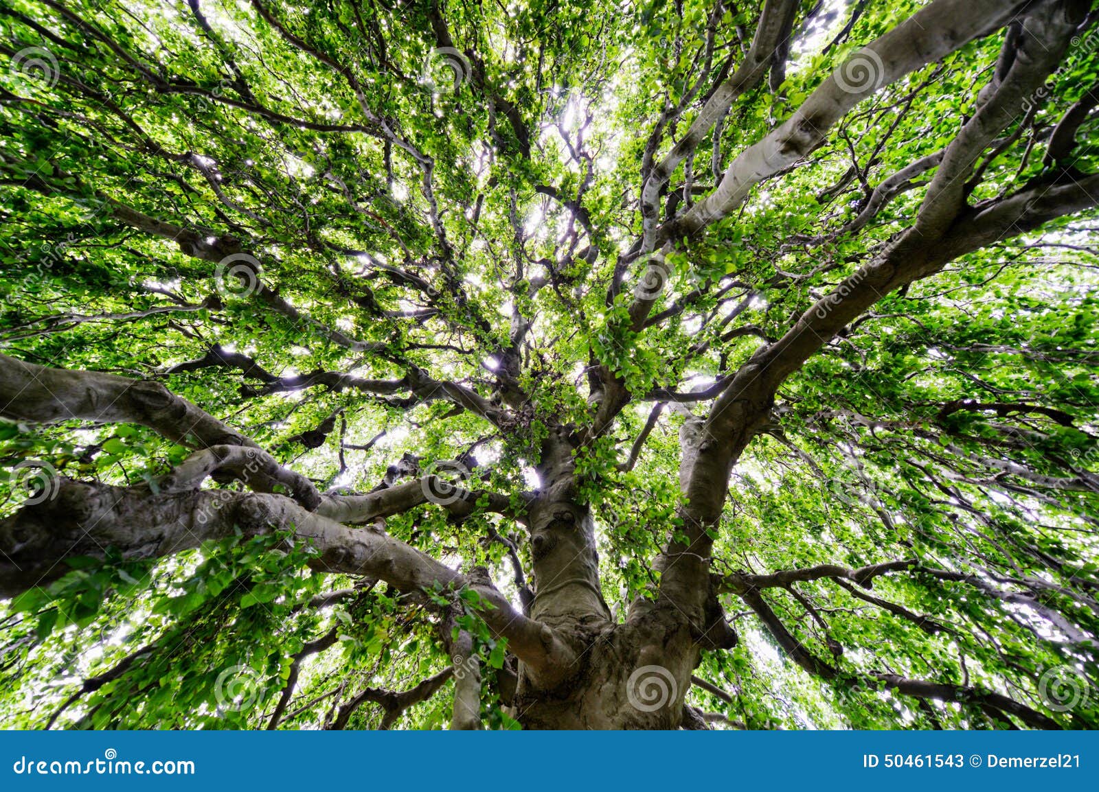 Expanse of a Large Tree stock image. Image of large, rhode - 50461543