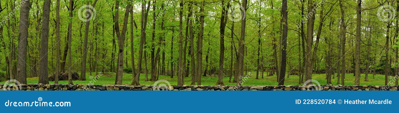 Expanse of Parallel Tree Trunks in Background of Spring Green Stock ...