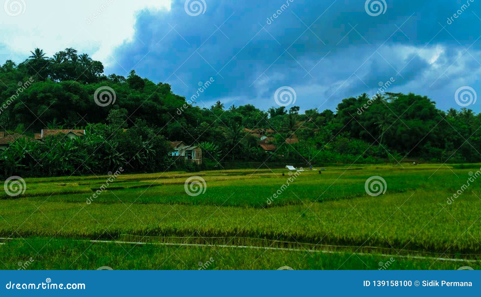 Beautiful of Rice Fields and Greenery Extends. Stock Photo - Image of ...