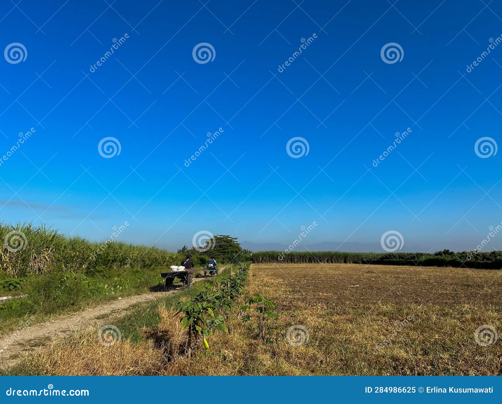 Expanse of Rice Fields with Vehicles on the Footpath with a Bright Blue ...