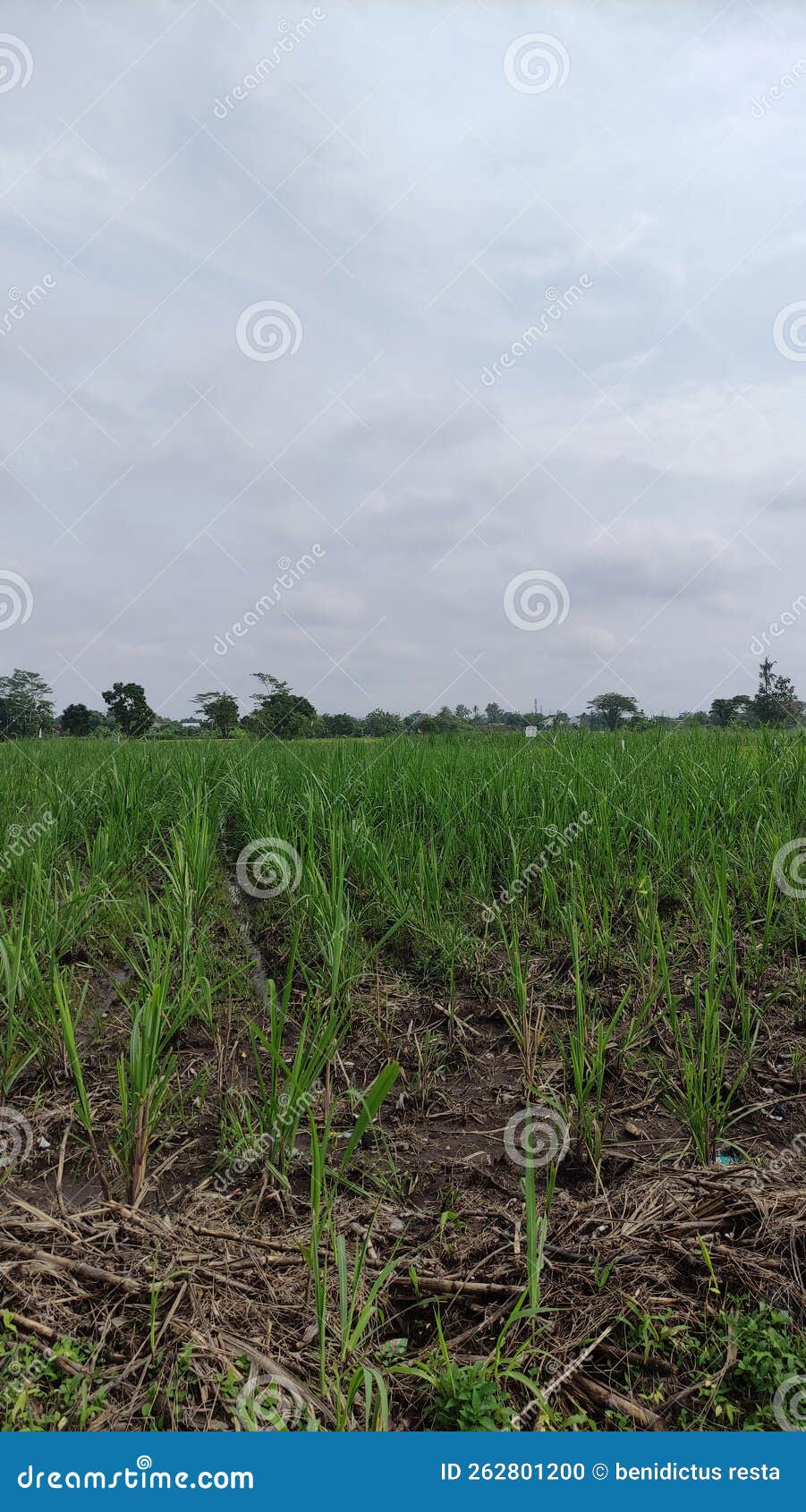 Expanse of Sugarcane Trees in the Rice Fields Stock Photo - Image of ...