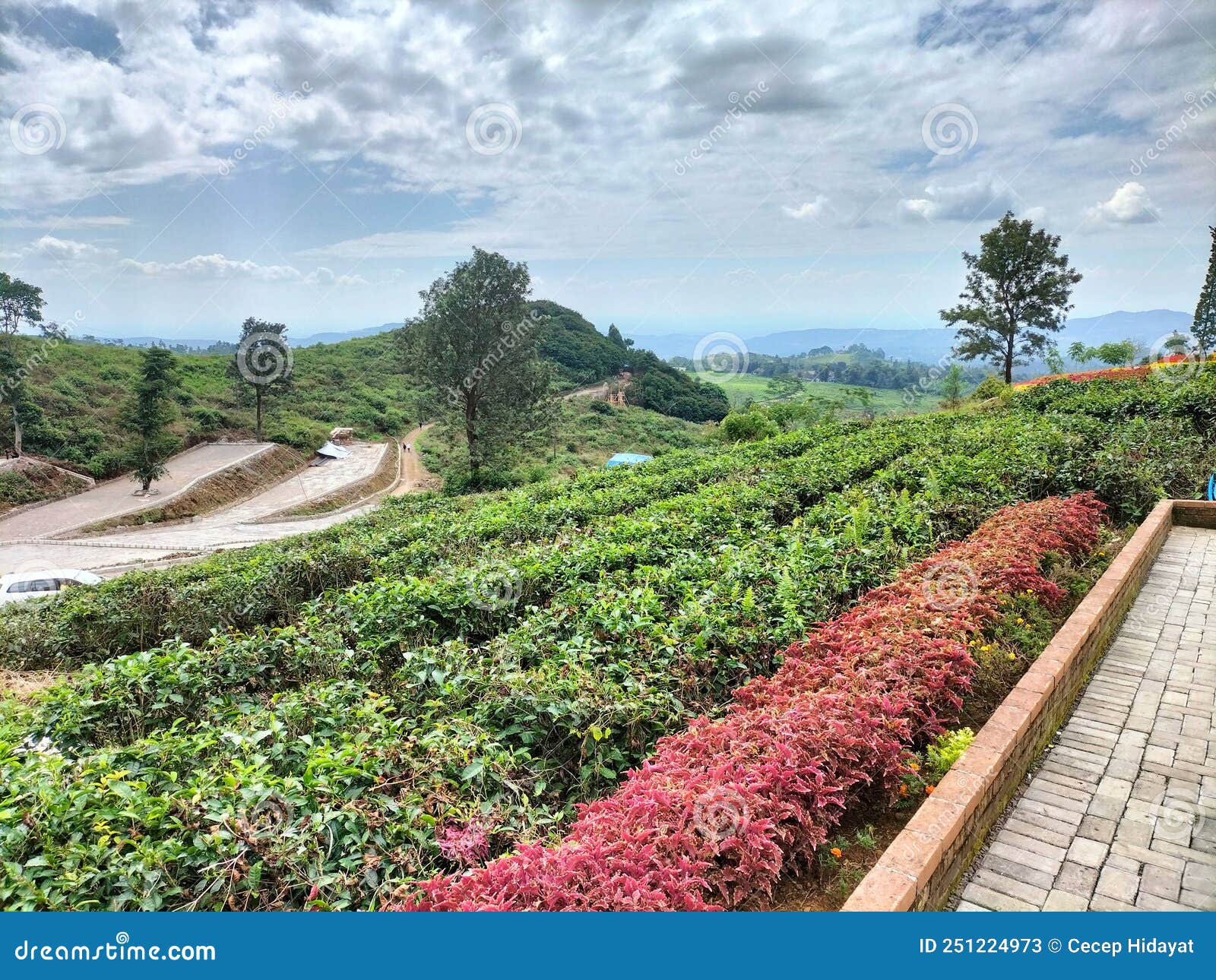 Expanse of Tea Plantations in the Mountains of Subang, West Java ...
