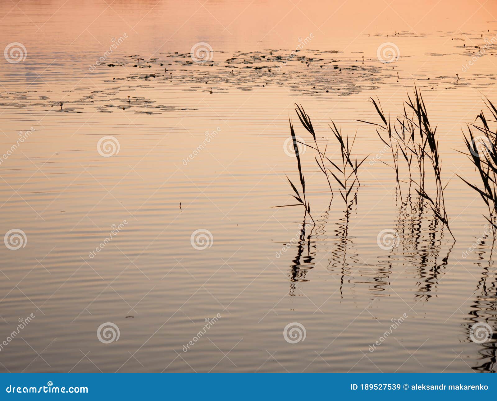 Expanse of Water on the Lake in the Evening Stock Image - Image of ...