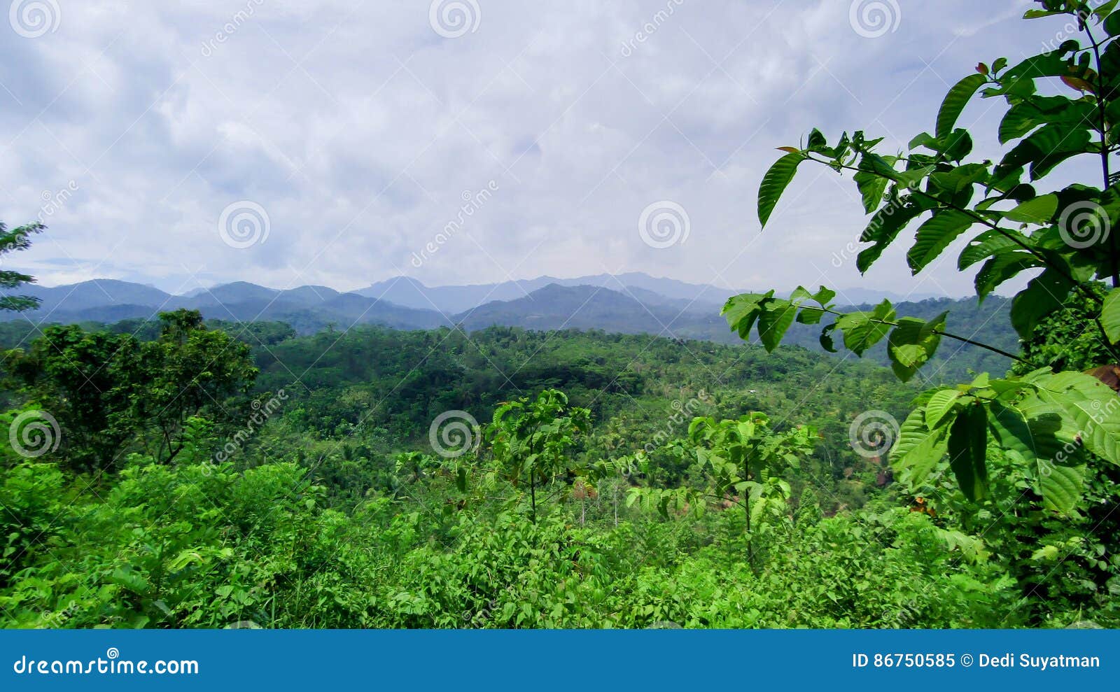 Expanse of Wood Forest and Mountain Expanse Stock Image - Image of ...