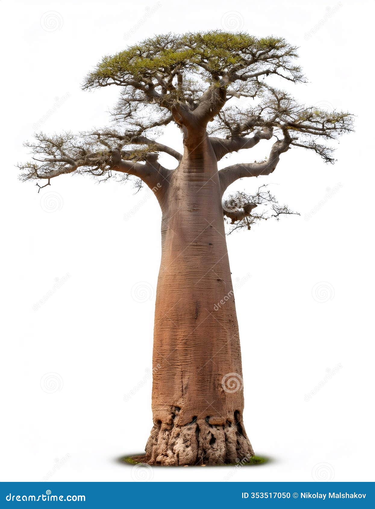 Expansive Baobab Tree Silhouetted on White, Revealing Distinctive Bark ...