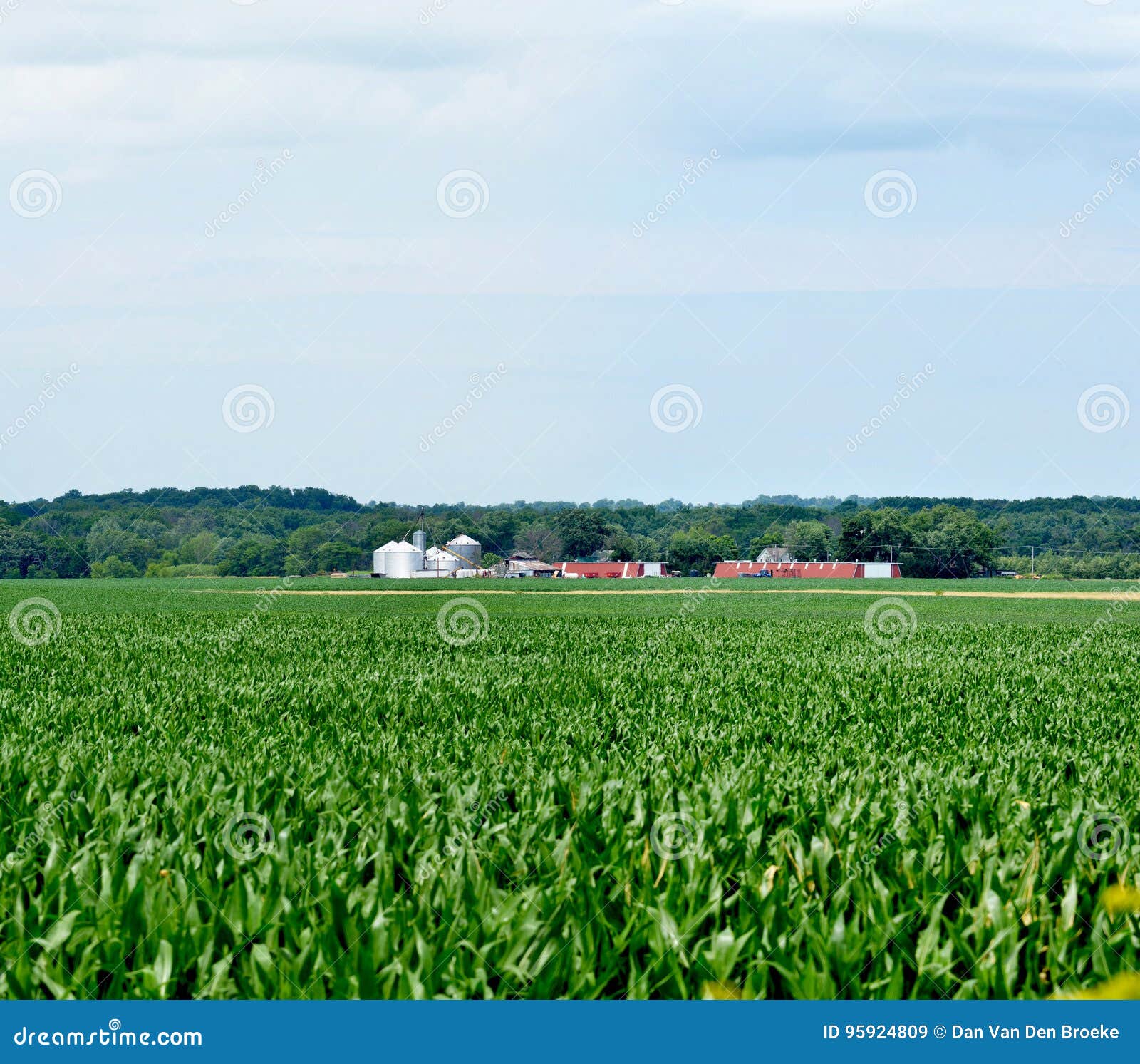 Expansive Midwest Corn Field Stock Image - Image of green, agricultural ...