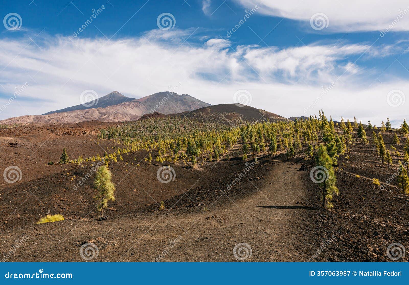 Expansive Volcanic Plain with Young Pine Trees, Black Soil, and Distant ...