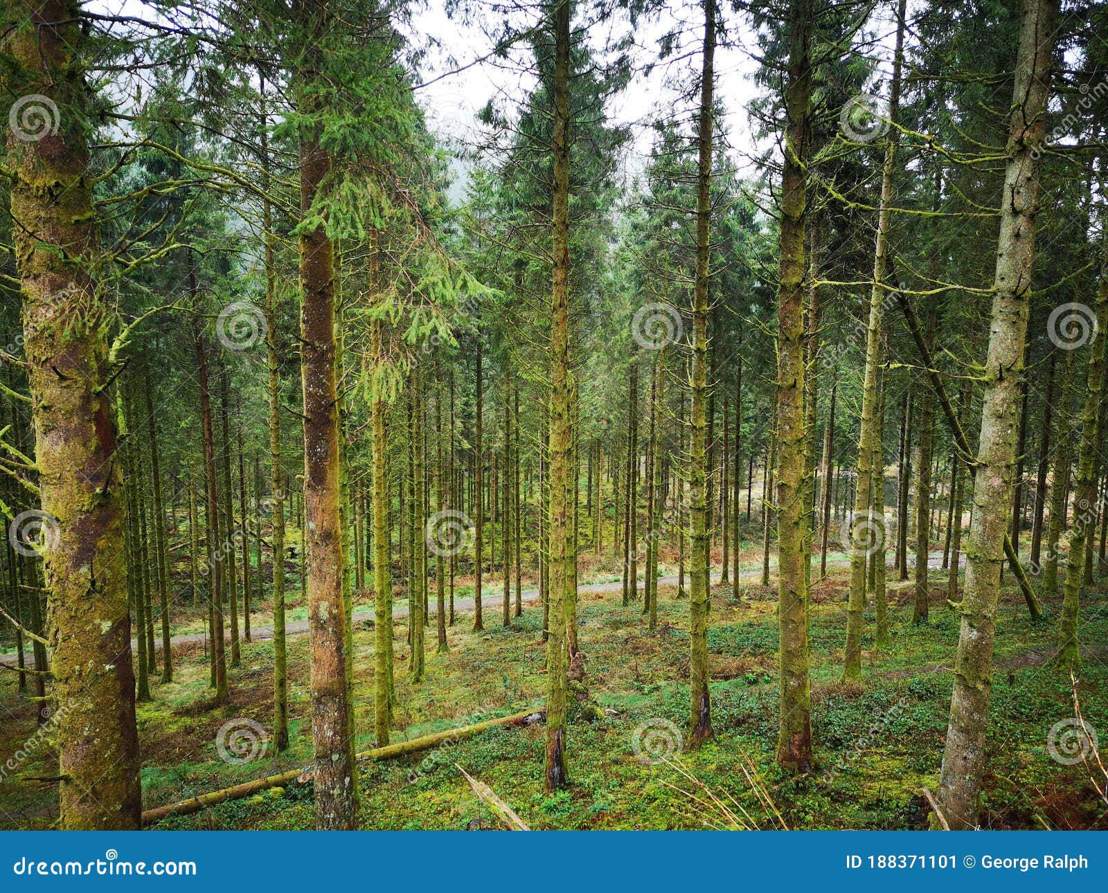 Expansive Welsh forest stock image. Image of forest - 188371101