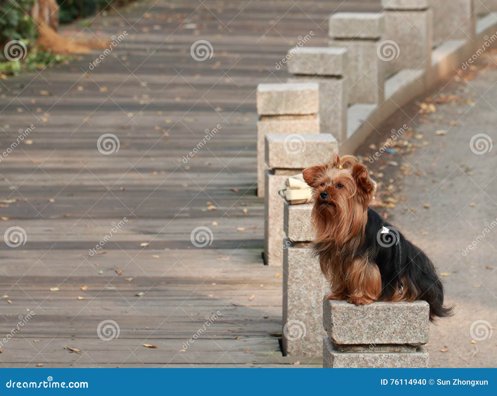 Expect stock photo. Image of waiting, loyalty, squatting - 76114940