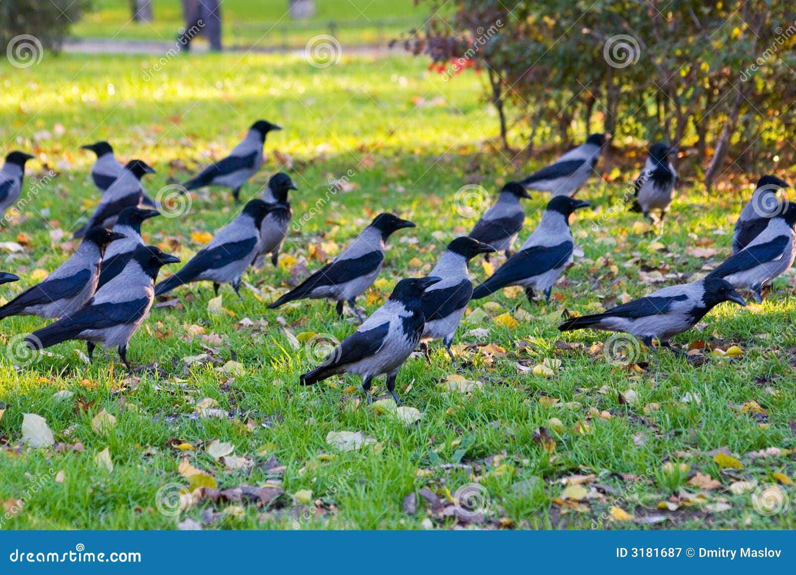 In expectation stock image. Image of flock, outdoor, body - 3181687