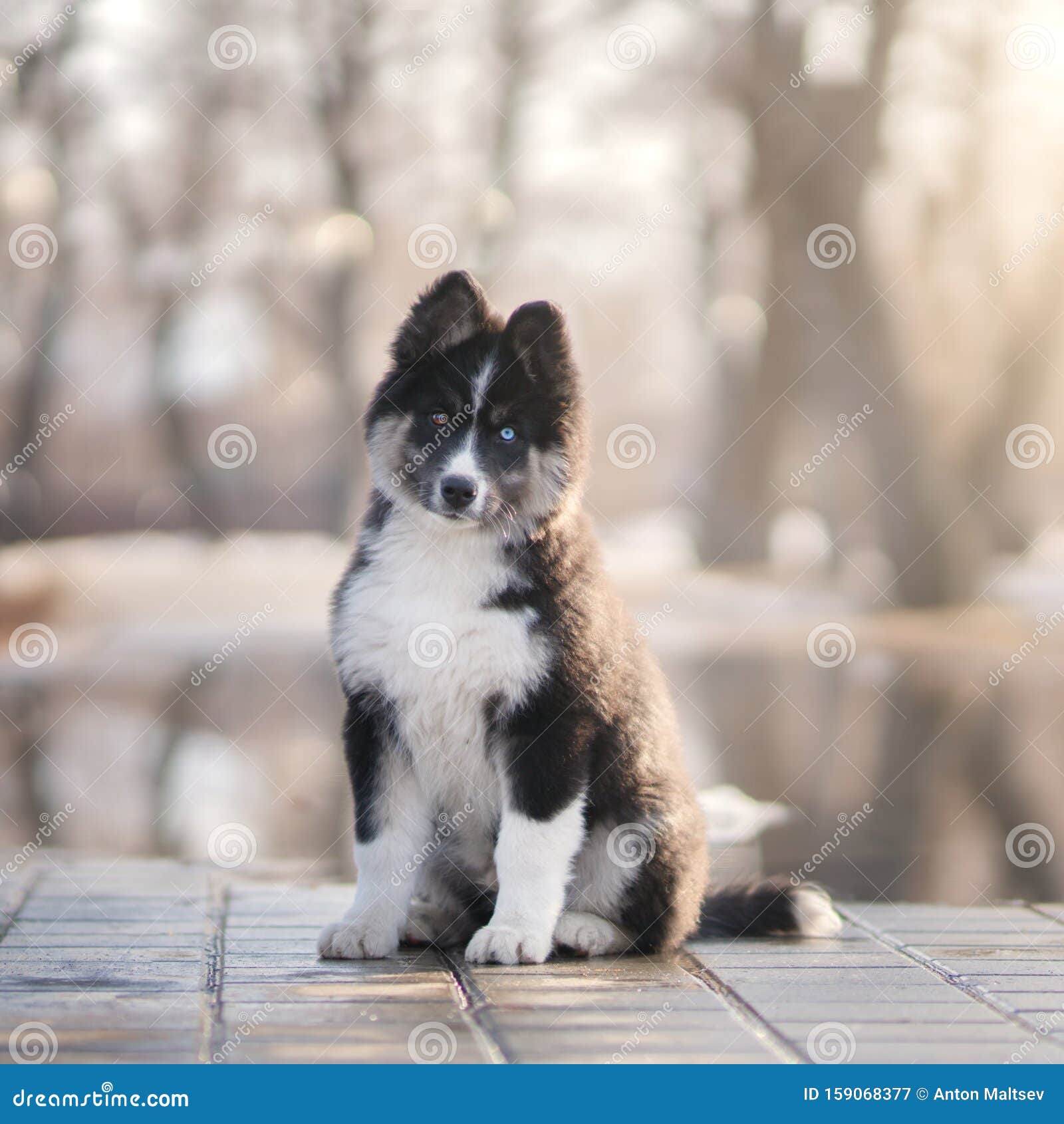 Expediente De Cachorro De Yakutia Laika Imagen de archivo - Imagen de ...