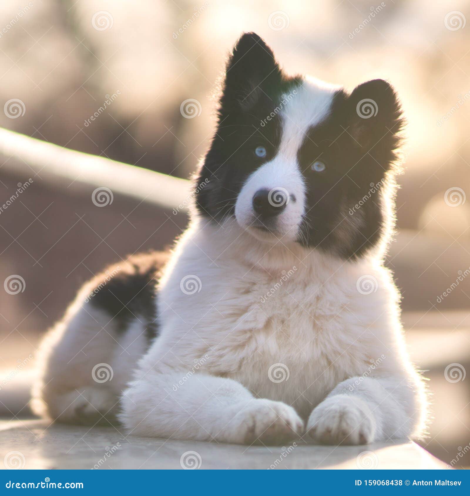 Expediente De Cachorro De Yakutia Laika Foto de archivo - Imagen de ...