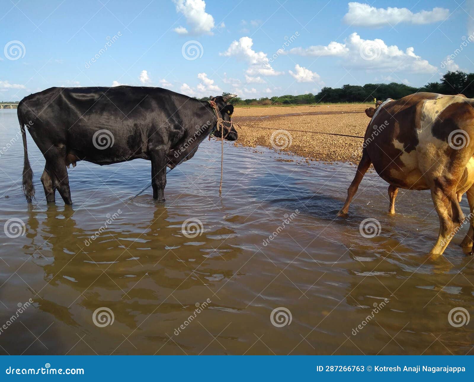 Stately Ox: Majestic Presence in Black and Brown Stock Image - Image of ...