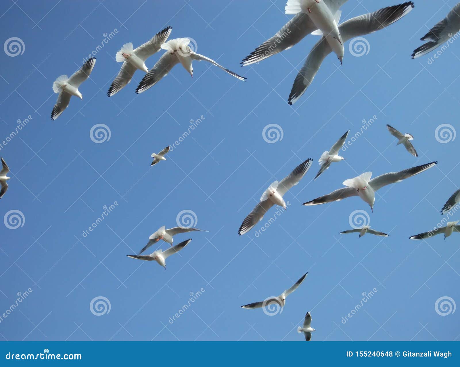 Experience the Freedom of Birds in the Sky Stock Photo - Image of india ...