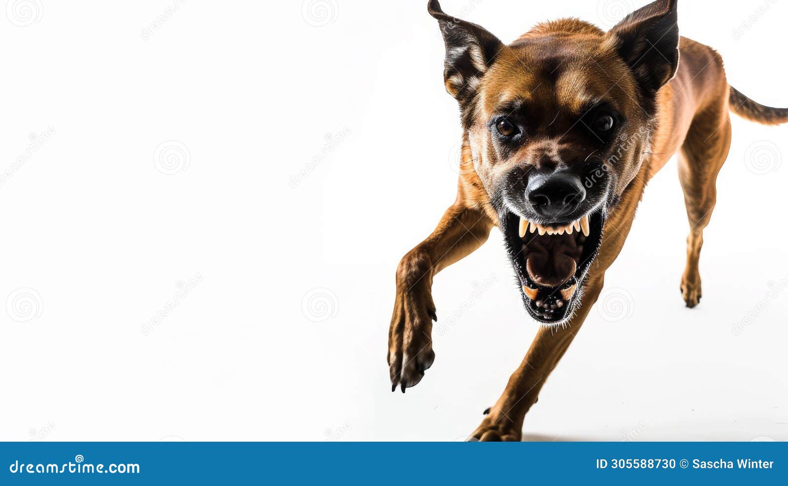 Ferocious Vigilance: Snarling Beast on White Stock Photo - Image of ...