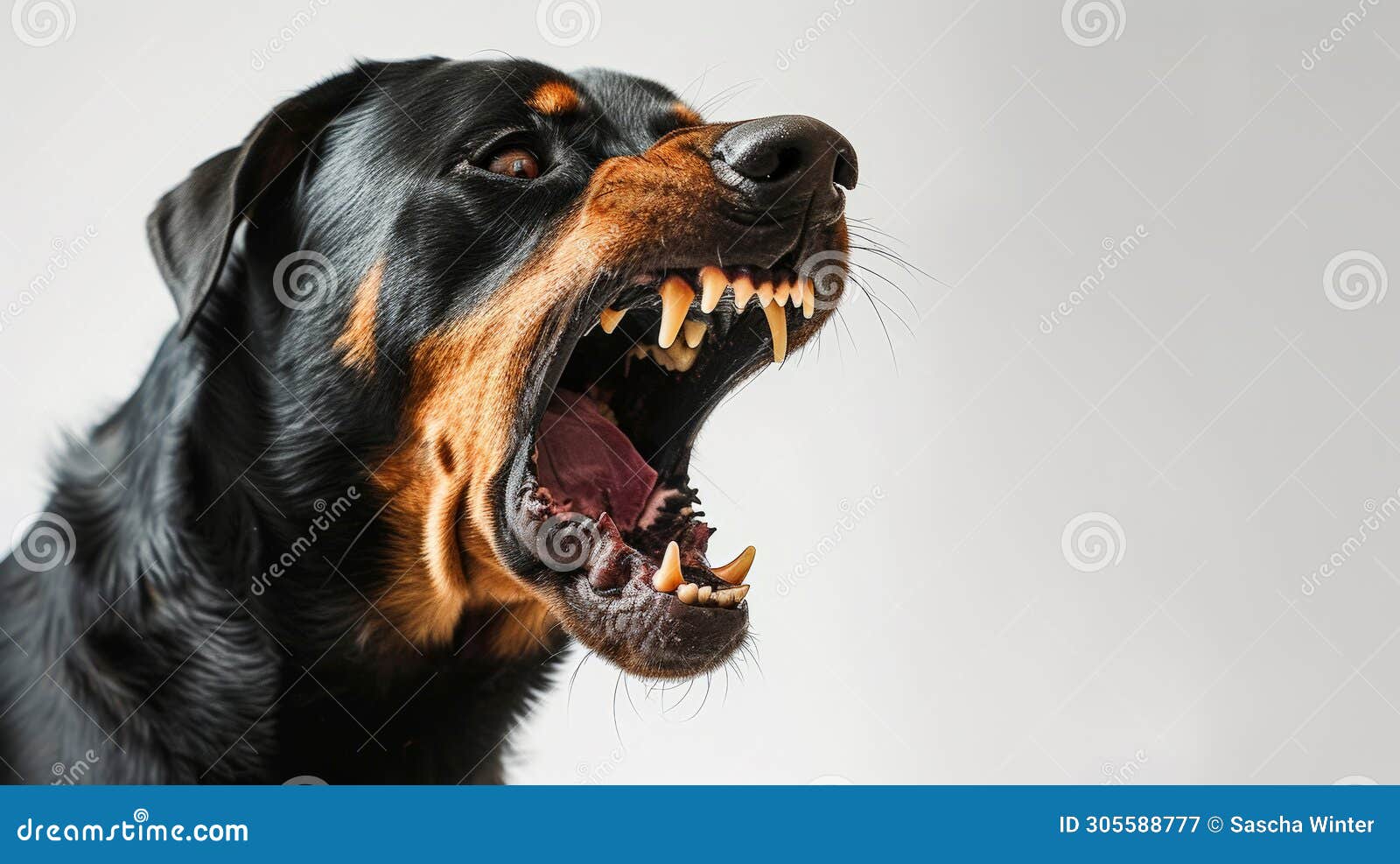 Ferocious Vigilance: Snarling Beast on White Stock Image - Image of ...