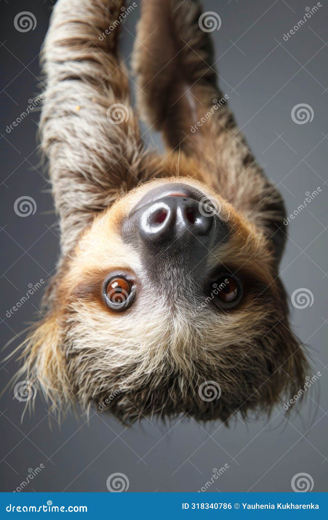 Playful Upside-Down Sloth: a Goofy Pose Stock Illustration ...