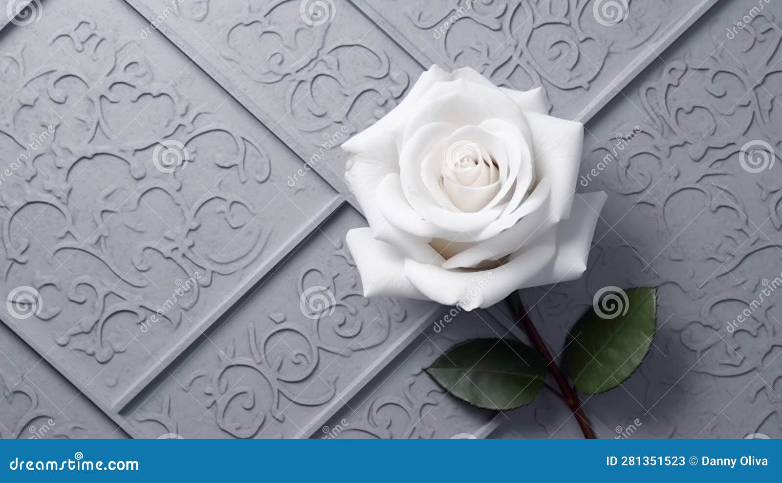 Whispering Beauty: White Rose on Grey Surface with Enchanting Elegance ...