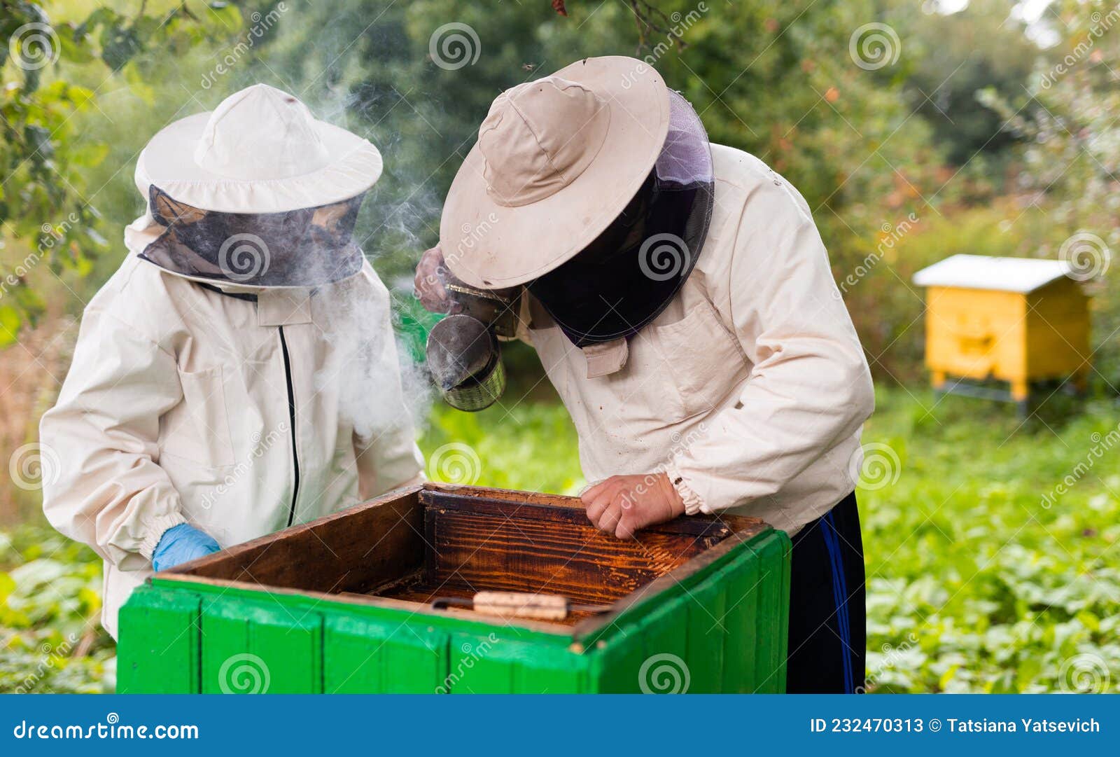 Experienced Beekeeper Teaches His Son Caring for Bees. Concept of ...