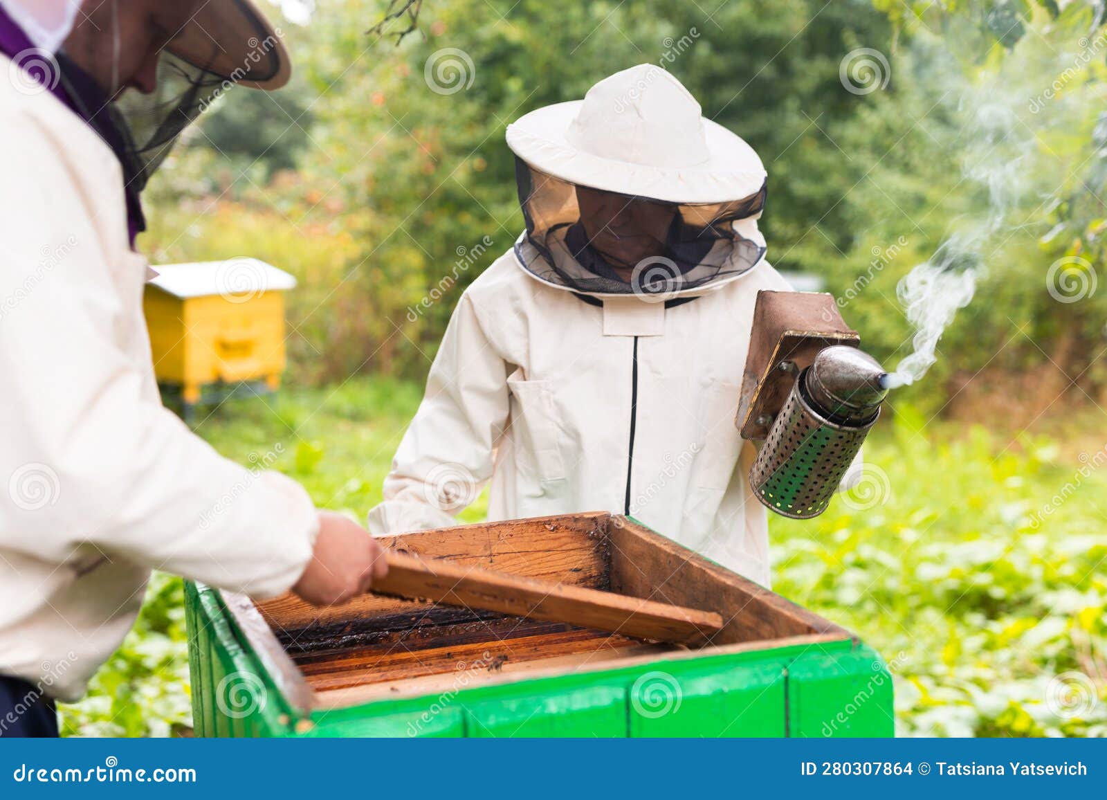 Experienced Beekeeper Teaches His Son Caring for Bees. Concept of ...