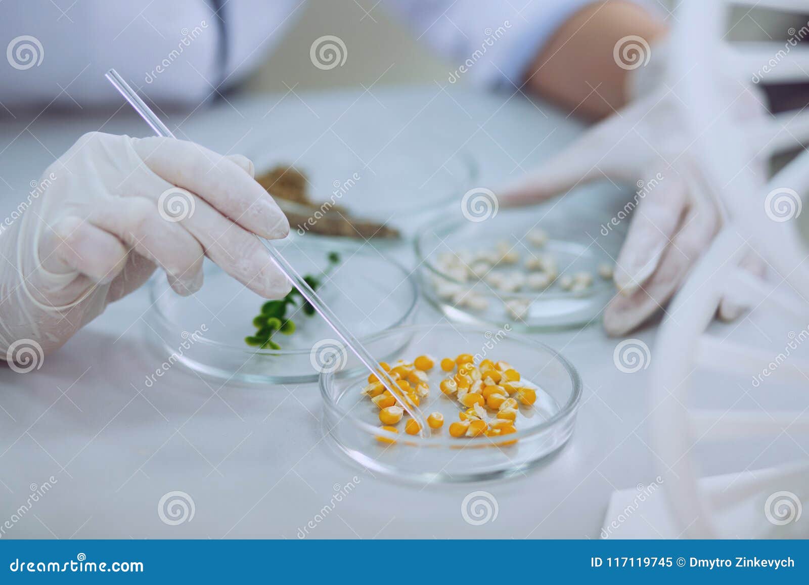 Experienced Bioengineer Doing a Test with Seeds Stock Image - Image of ...