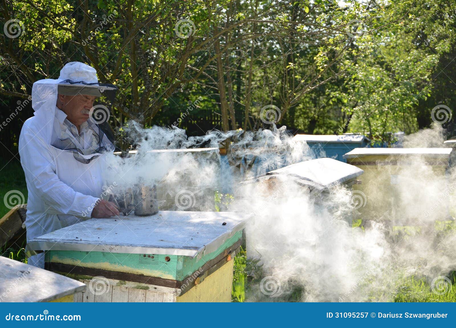 Experienced Apiarist Making Fumigation Fumigation Against Diseases Of ...