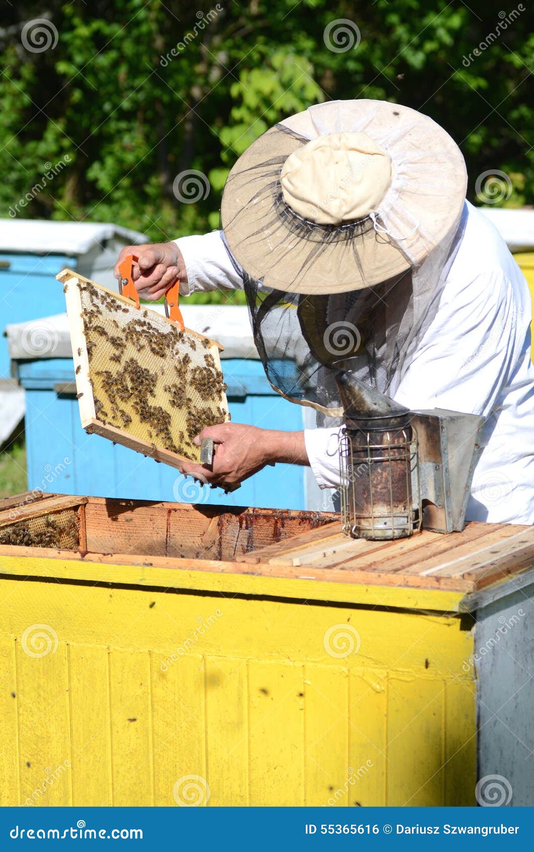 Experienced Senior Beekeeper Making Inspection in Apiary Stock Photo ...