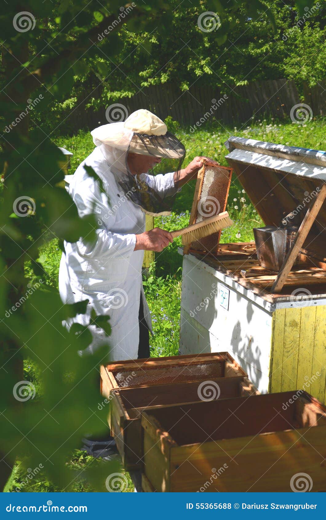 Experienced Senior Beekeeper Making Inspection in Apiary Stock Photo ...