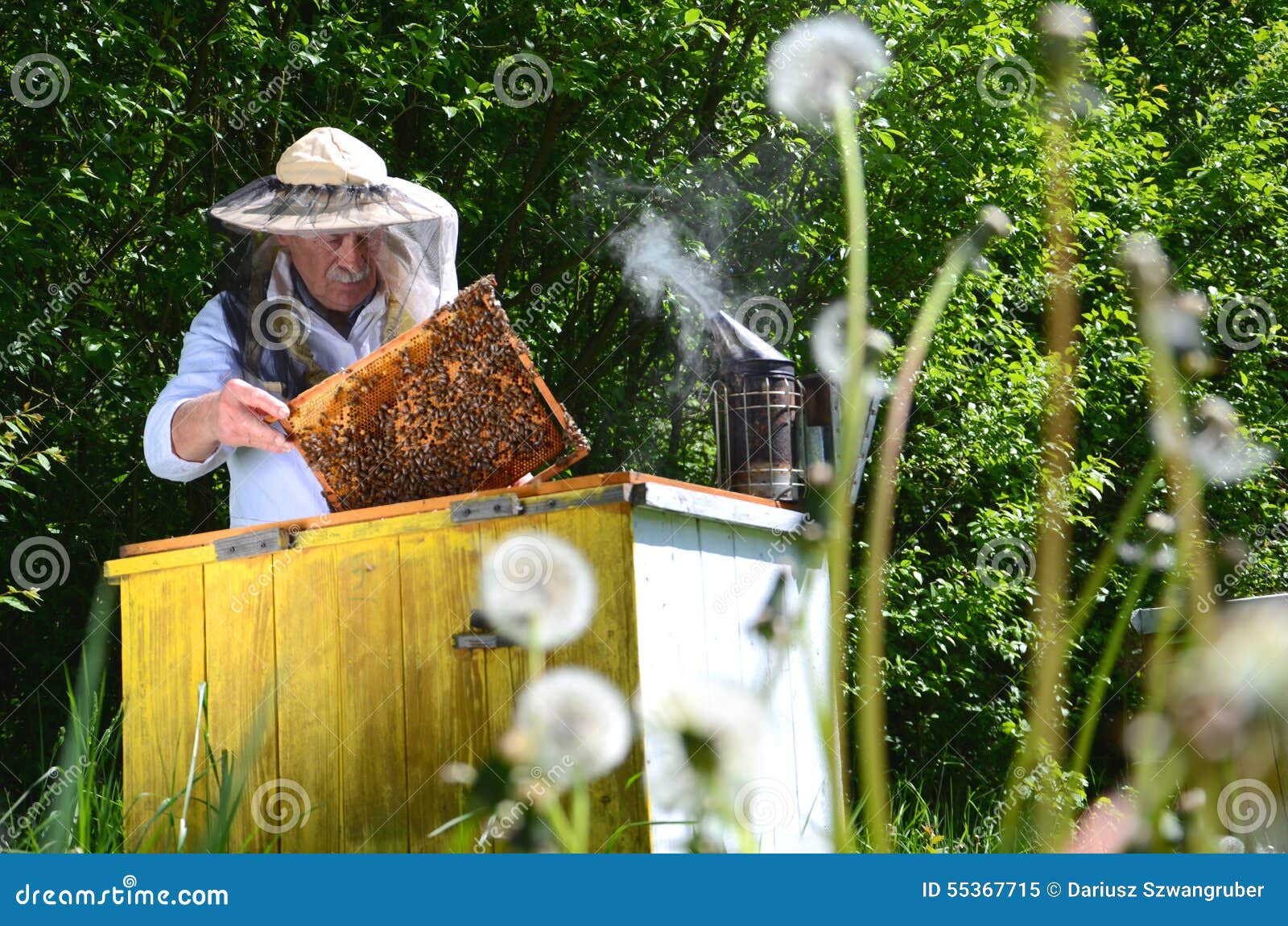 Experienced Senior Beekeeper Making Inspection in Apiary Stock Image ...
