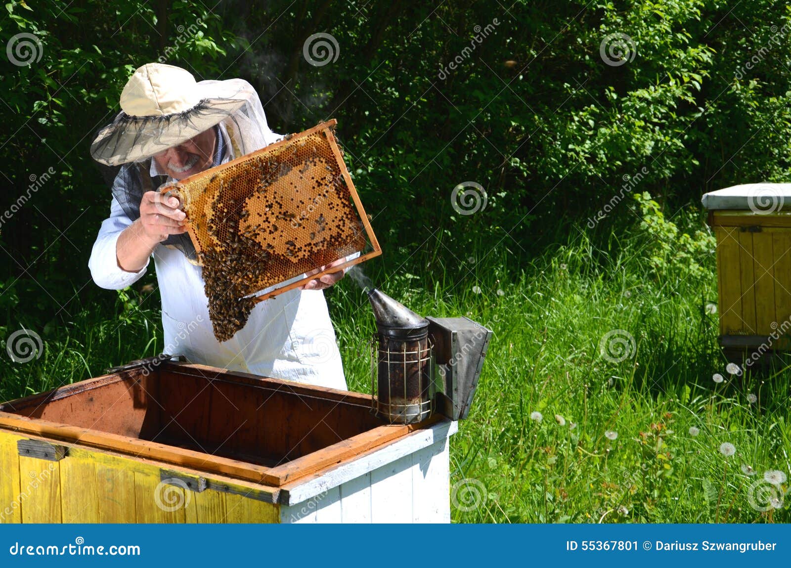 Experienced Senior Beekeeper Making Inspection in Apiary Stock Image ...