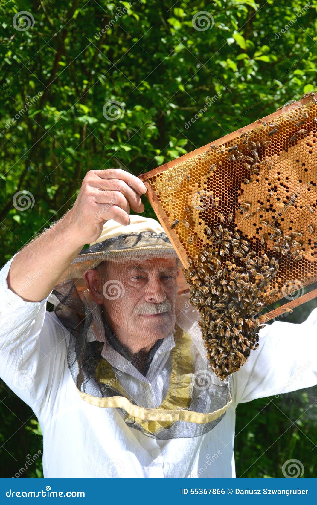 Experienced Senior Beekeeper Making Inspection in Apiary Stock Photo ...