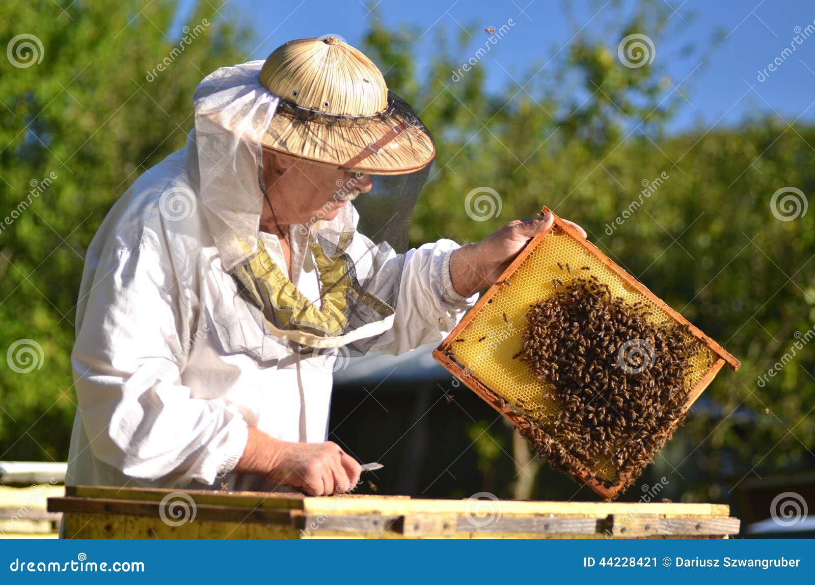 Experienced Senior Beekeeper Making Inspection in Apiary Stock Image ...
