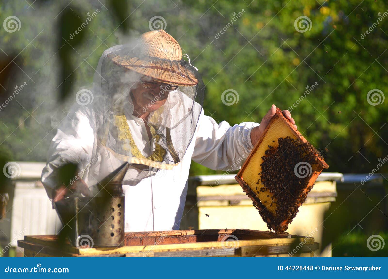 Experienced Senior Beekeeper Making Inspection in Apiary Stock Photo ...